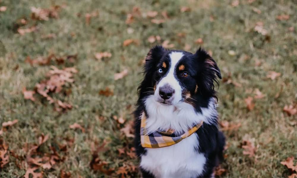 Family Photos With Your Fur Babies