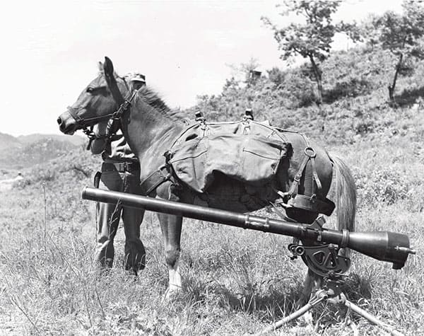 10 Incredible Photos Of Sergeant Reckless, The Most Decorated War Horse ...