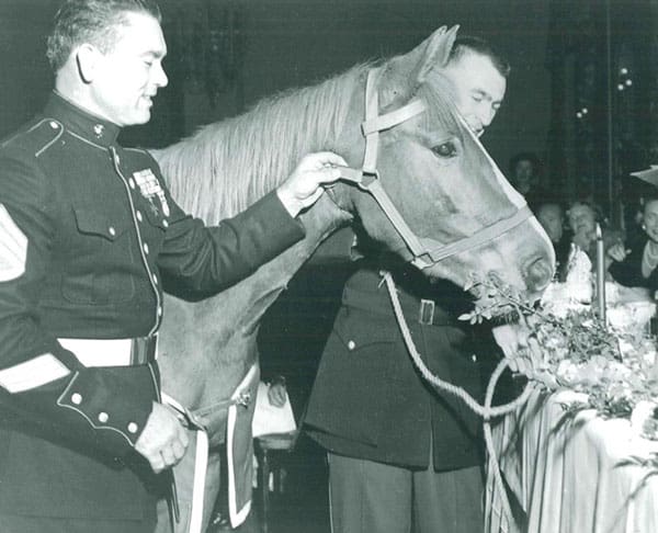10 Incredible Photos Of Sergeant Reckless, The Most Decorated War Horse ...