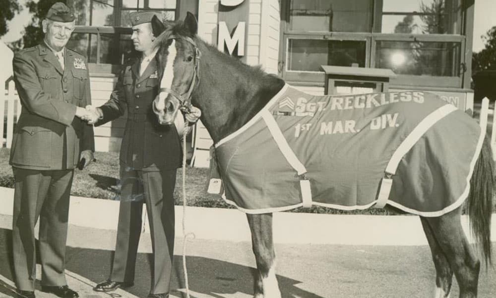 10 Incredible Photos Of Sergeant Reckless, The Most Decorated War Horse ...