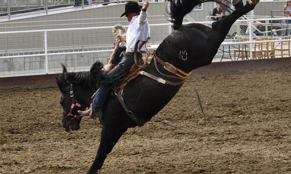 These Are All Of The Stock Contractors Providing Roughstock For The ...