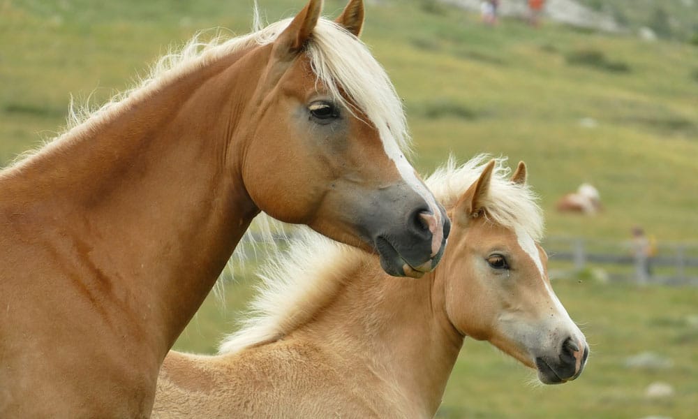 5 Facts You Didn't Know About Haflinger Horses - COWGIRL Magazine