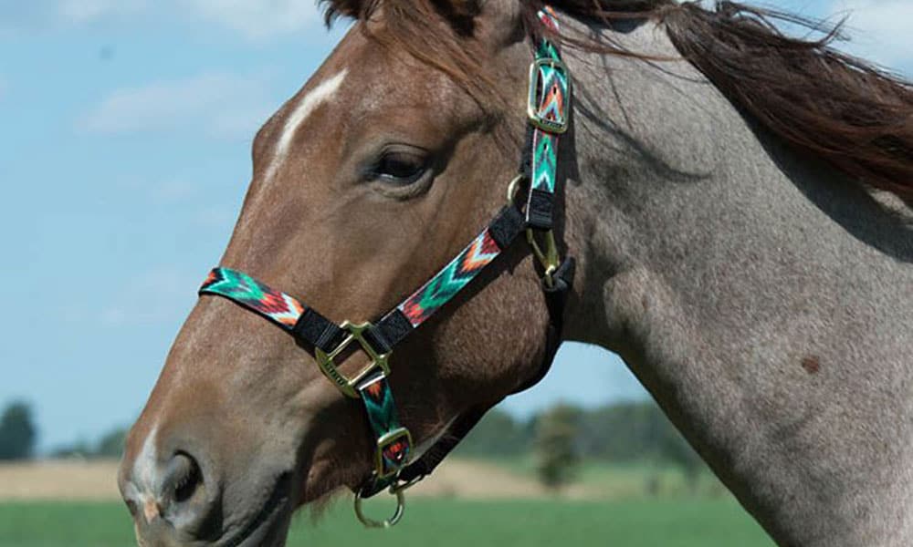 Your Horse Needs These Fun, Unique Halters - COWGIRL Magazine