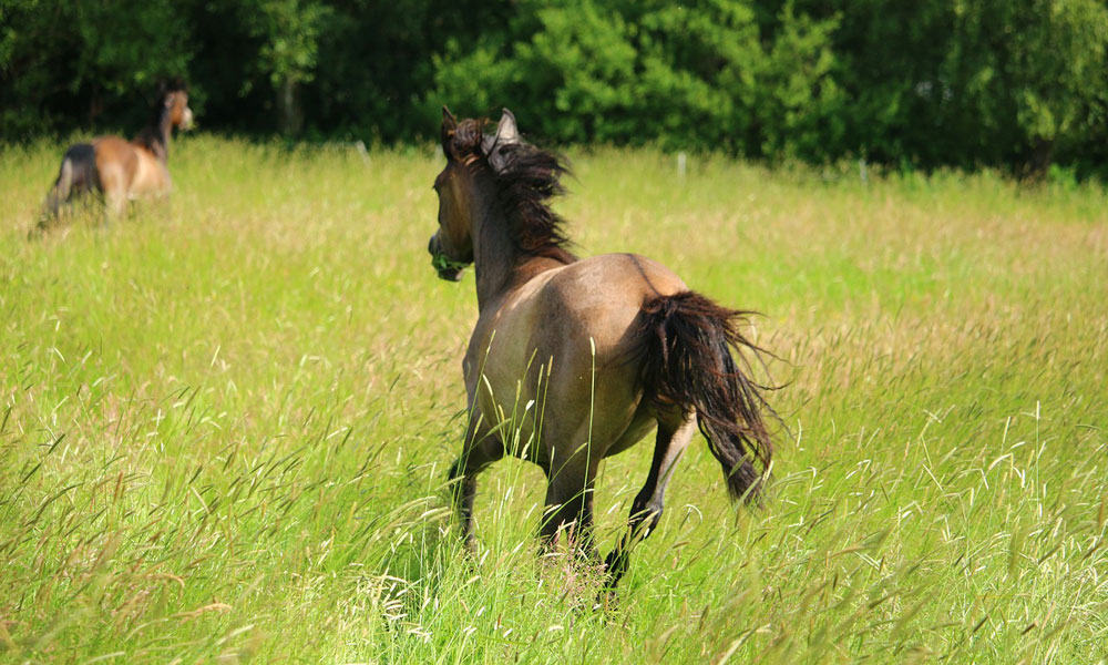How Fast Can A Horse Run? - COWGIRL Magazine