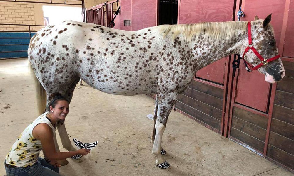 Have Fun With These Cute Hoof Decals! - COWGIRL Magazine