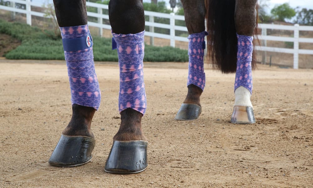 Professional's Choice Has Impressed Riders Again With Their Stylish ...