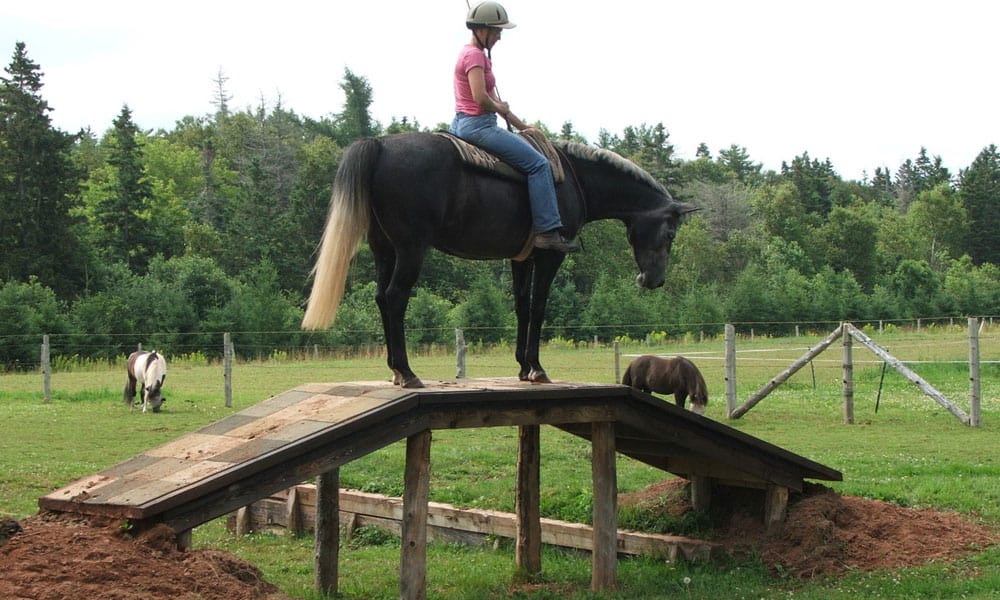 Can Your Horse Get Through These Trail Obstacles? - COWGIRL Magazine