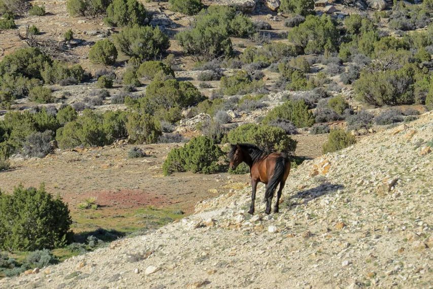 Living Relics - COWGIRL Magazine