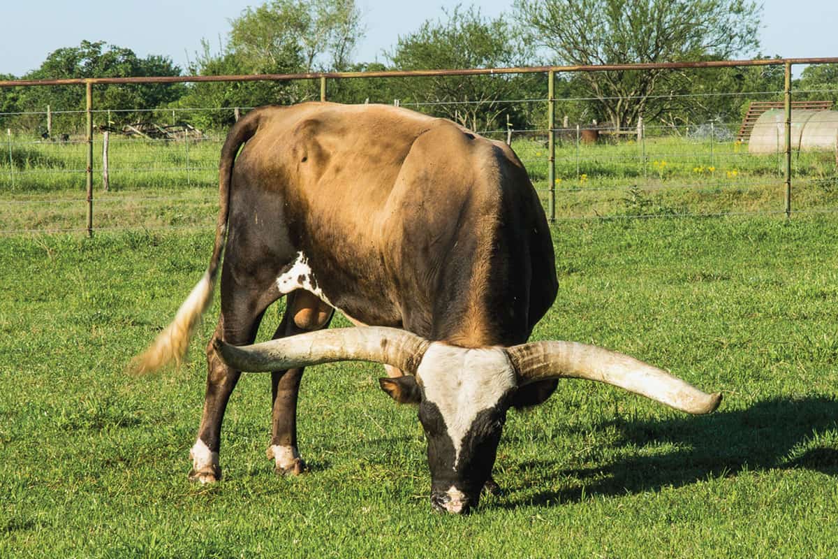 For The Love Of Longhorns - COWGIRL Magazine
