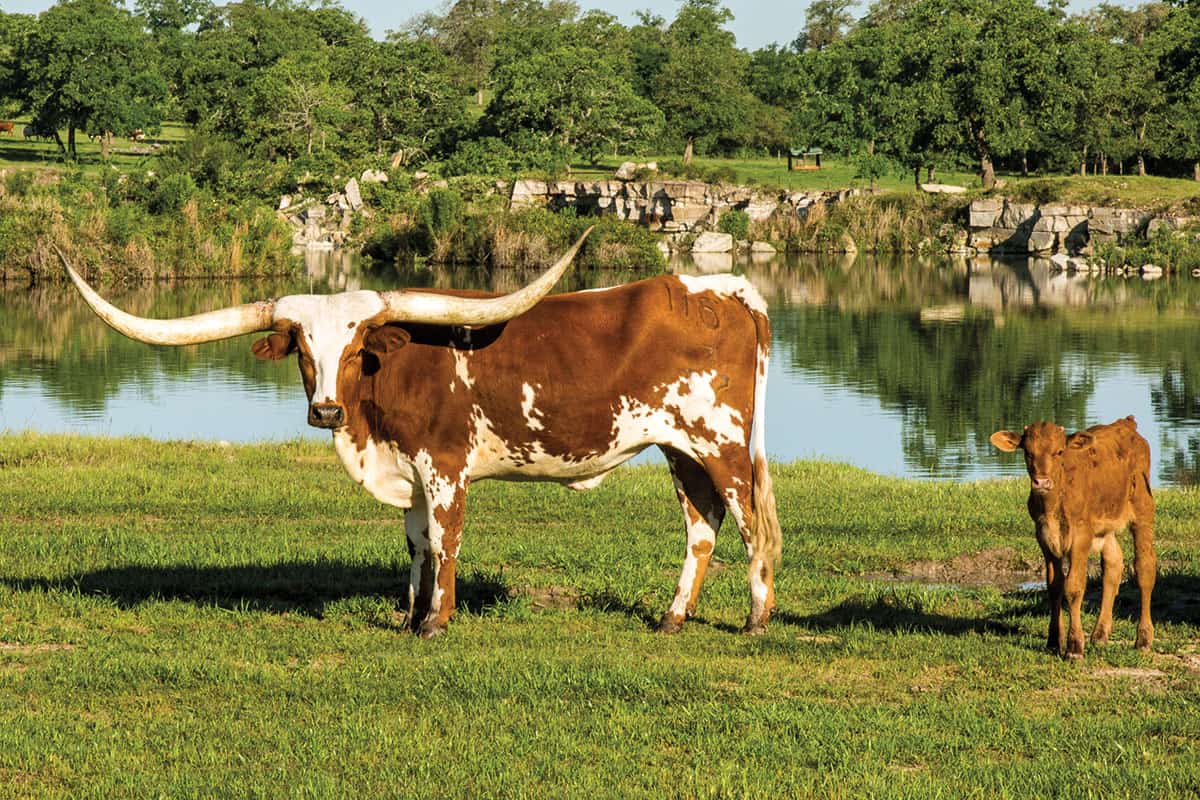 For The Love Of Longhorns - COWGIRL Magazine