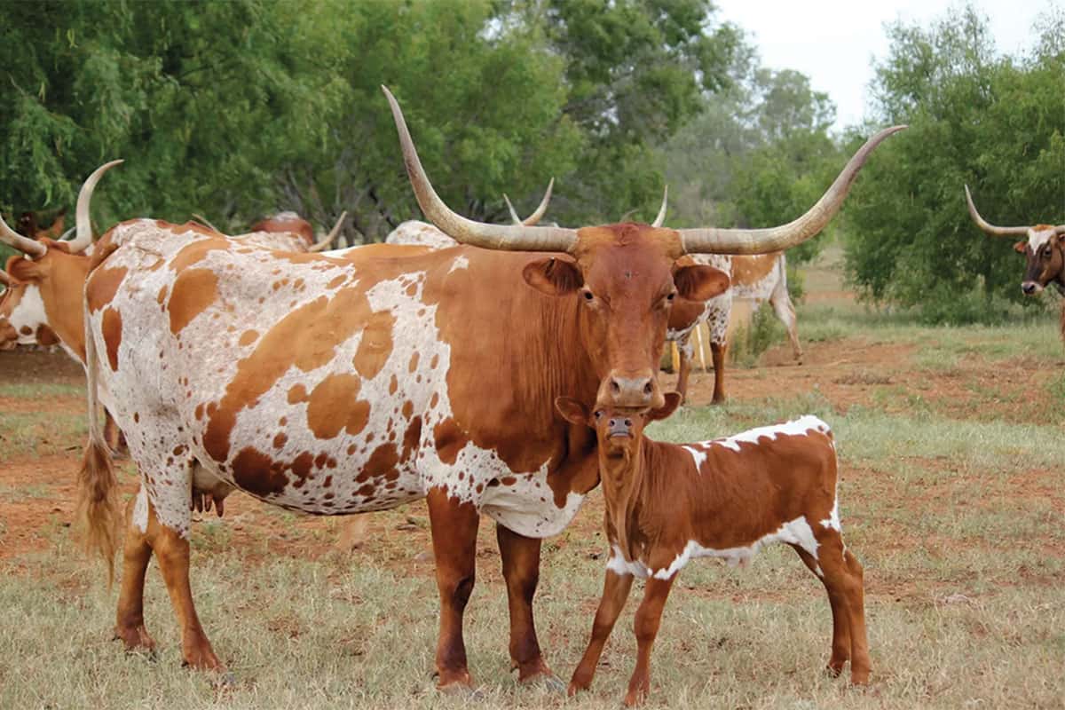 For The Love Of Longhorns - COWGIRL Magazine