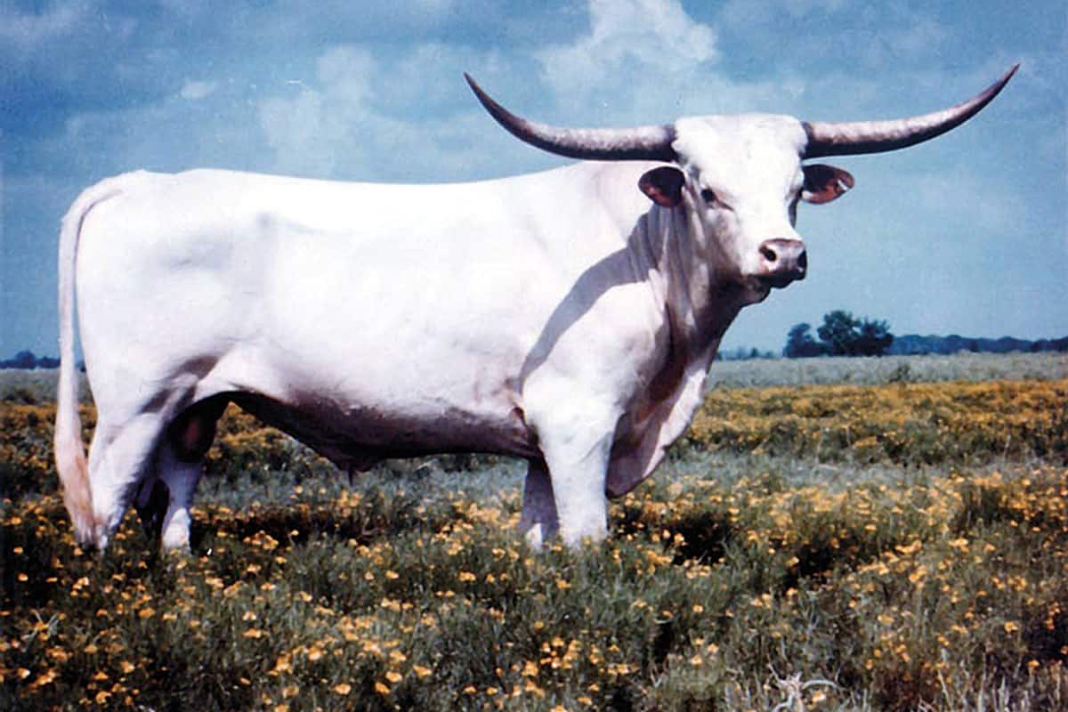 For The Love Of Longhorns - COWGIRL Magazine