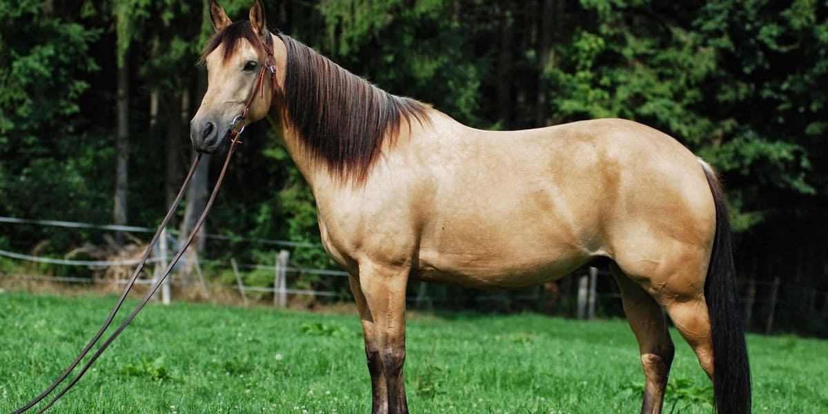5 Times Buckskin Horses Amazed Us With Their Beauty - COWGIRL Magazine