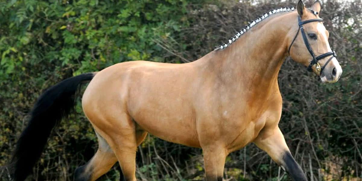 5 Times Buckskin Horses Amazed Us With Their Beauty - COWGIRL Magazine