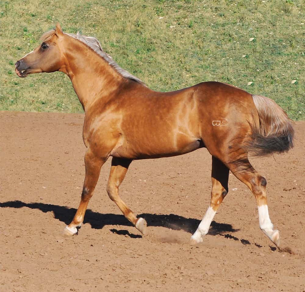 Gene Genies - COWGIRL Magazine