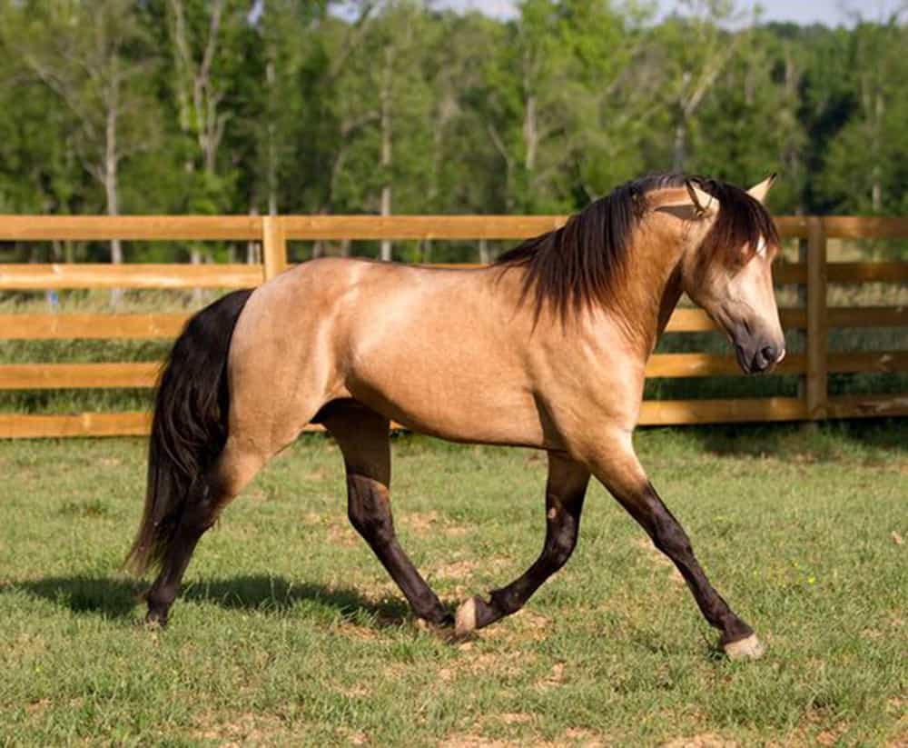 5 Fun Facts About Buckskin Horses - COWGIRL Magazine