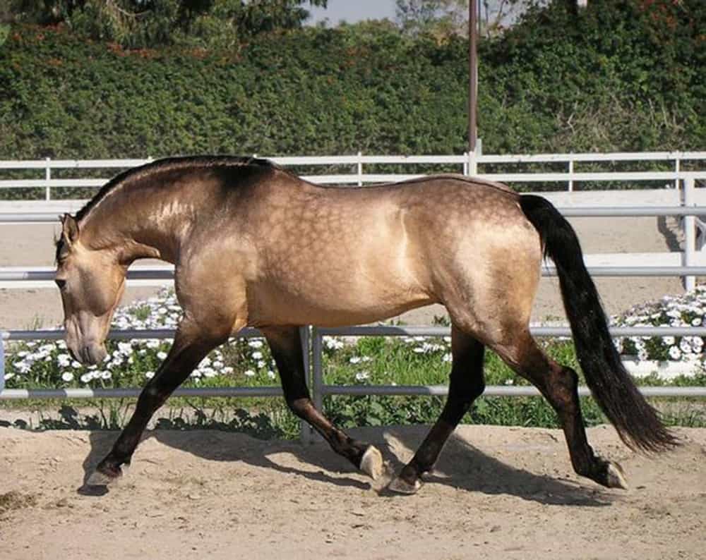 5 Fun Facts About Buckskin Horses - COWGIRL Magazine