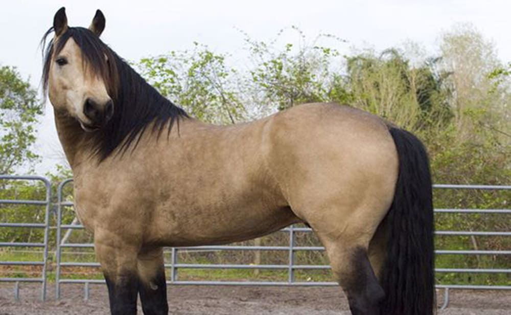 5 Fun Facts About Buckskin Horses - COWGIRL Magazine