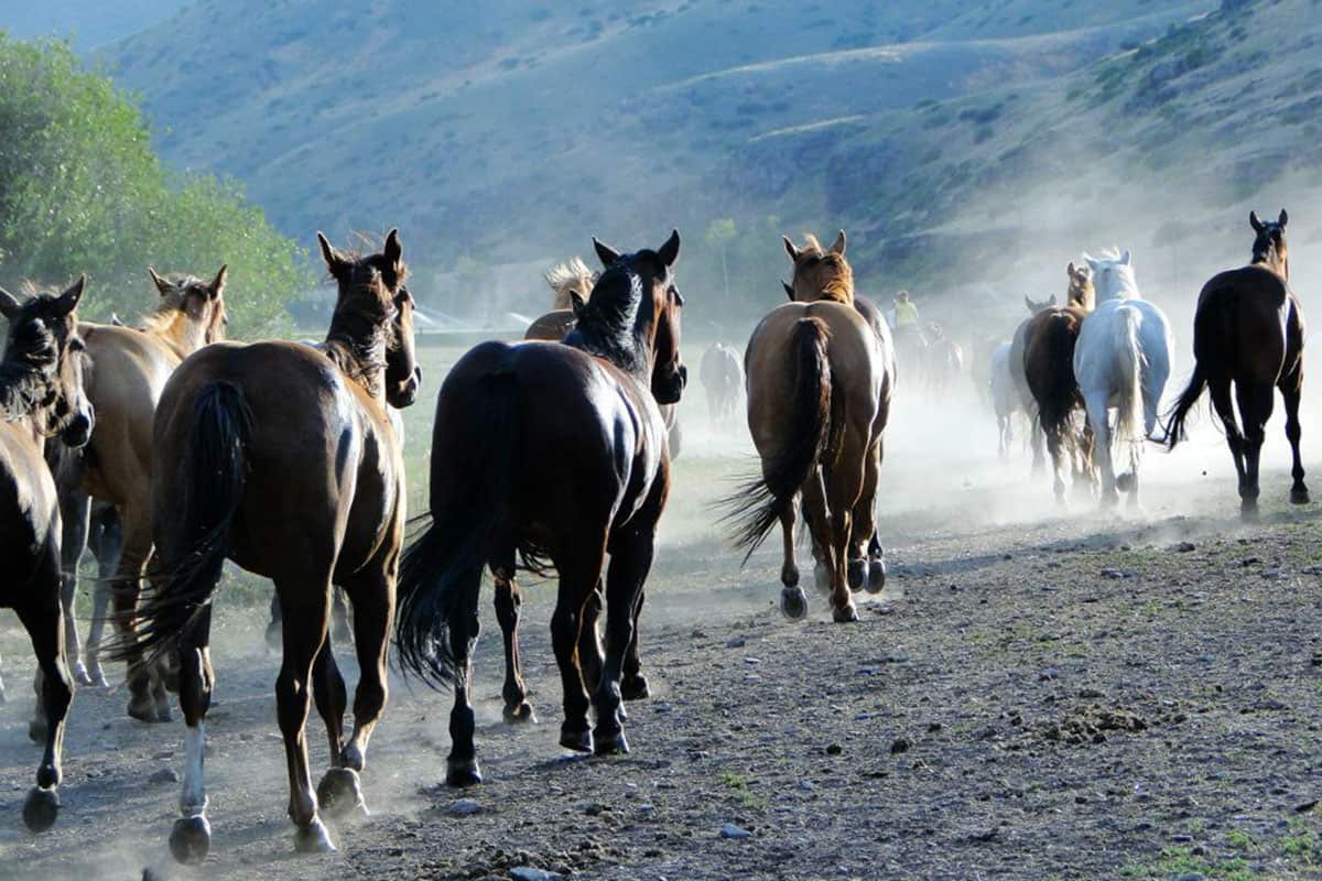 8 DRA Ranches To Keep On Your Radar - COWGIRL Magazine