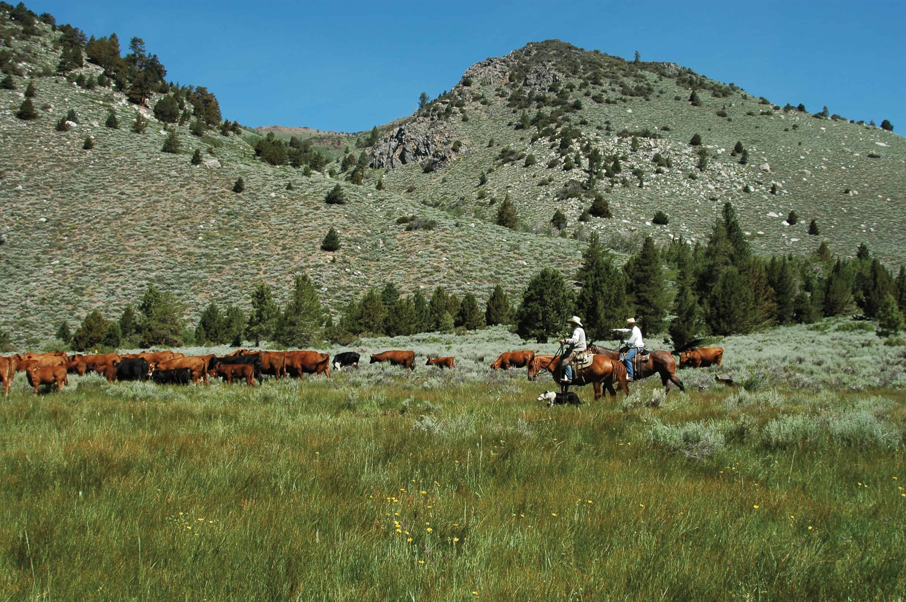 Gems Of The West - COWGIRL Magazine