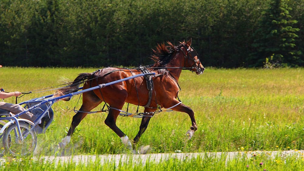 Top 4 Fastest Horse Breeds In The World - COWGIRL Magazine