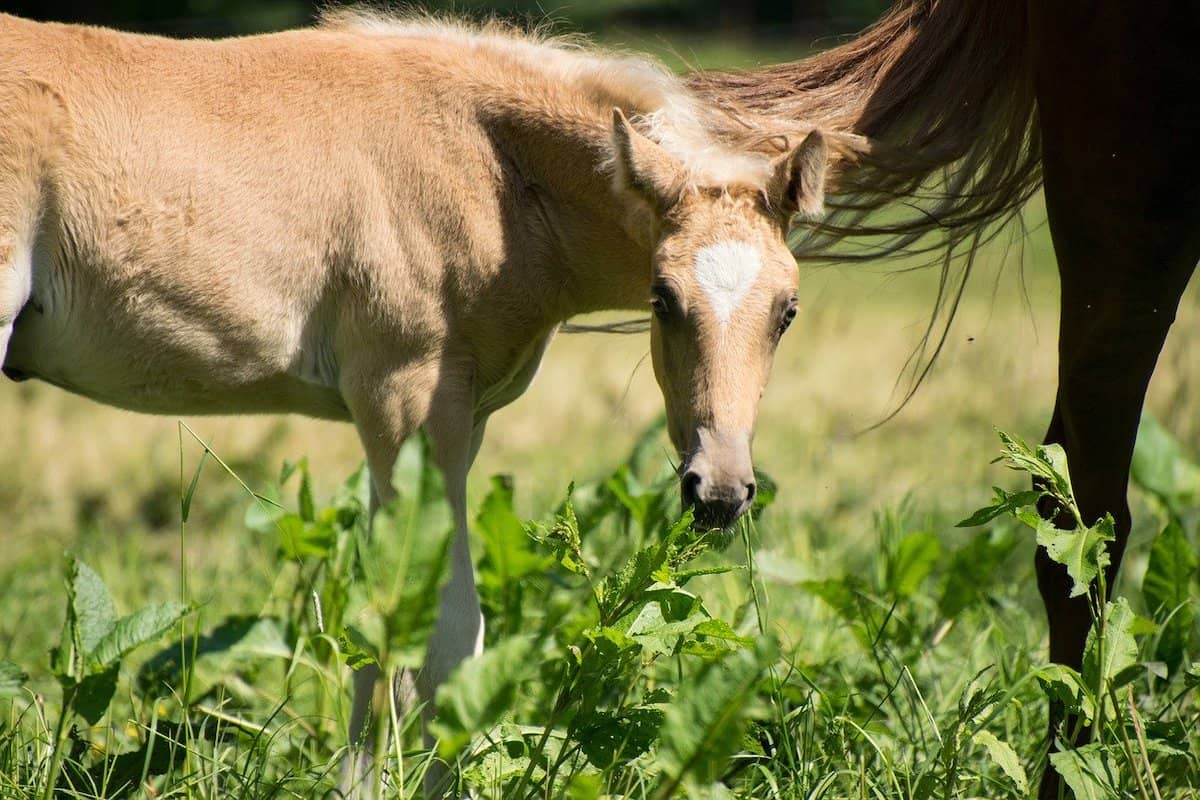 10 Fun Facts About Palomino Horses - COWGIRL Magazine