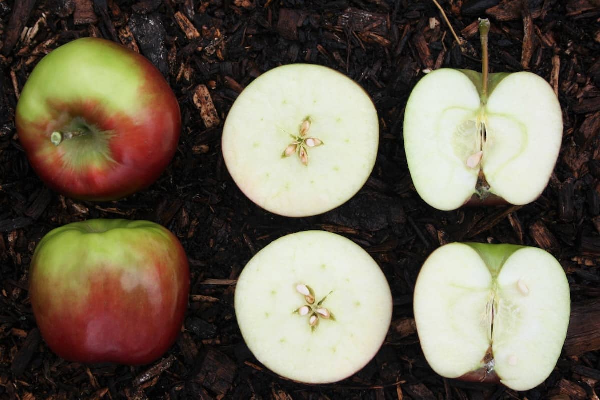 Treat Your Horse To These Safe & Yummy Fruits - COWGIRL Magazine