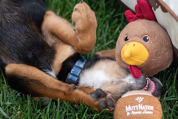 MuttNation by Miranda Lambert Pet Toys - COWGIRL Magazine