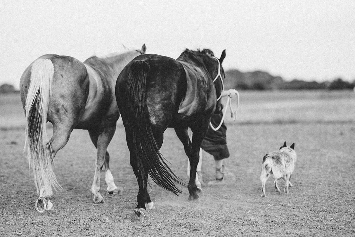 Kirstie Marie's Equestrian Shoot With Hailey Lockwood - COWGIRL Magazine