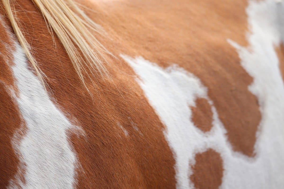 10 Fun Facts About The American Paint Horse - COWGIRL Magazine