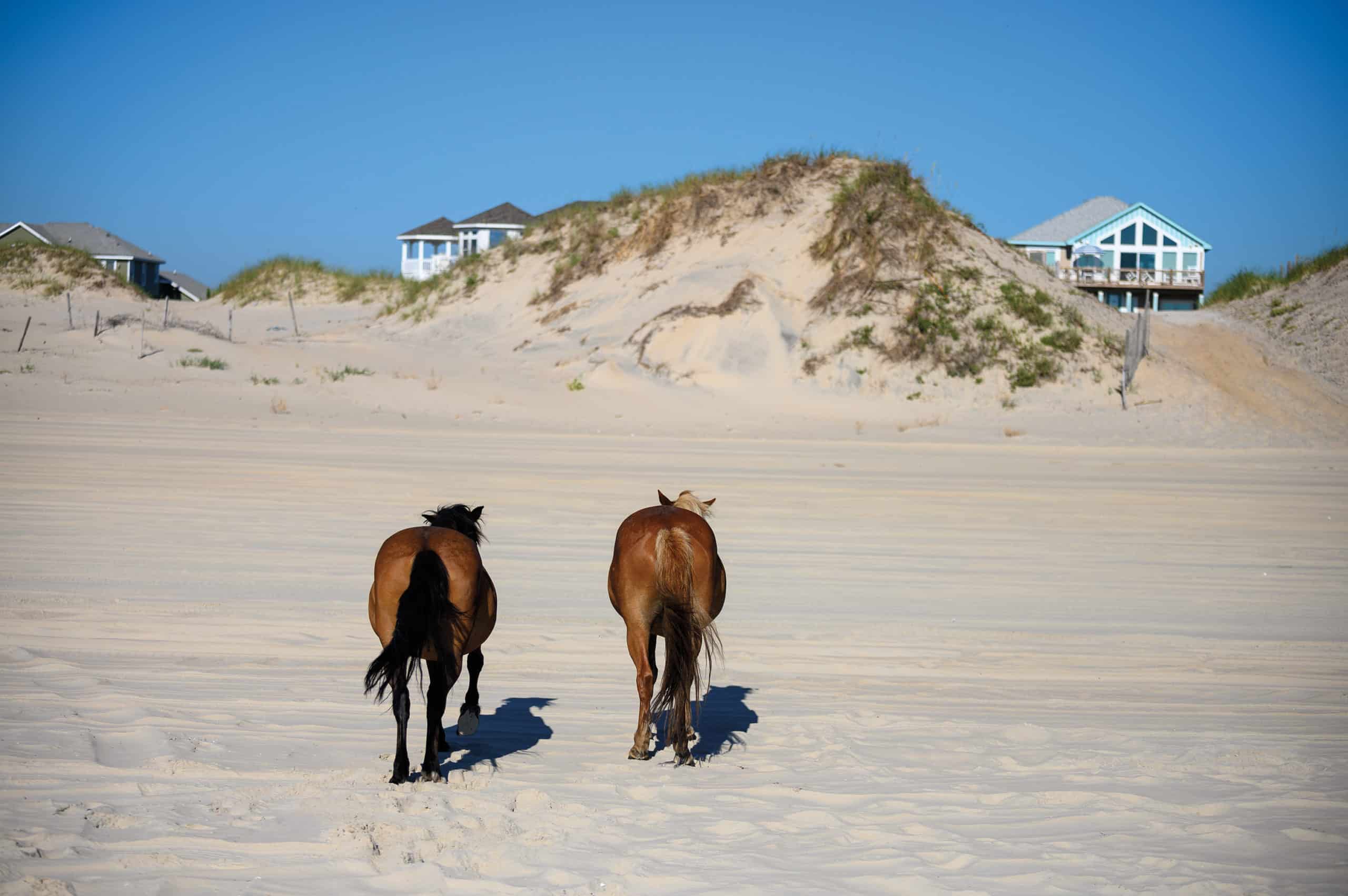 Wild Mustangs Of The Outer Banks - COWGIRL Magazine