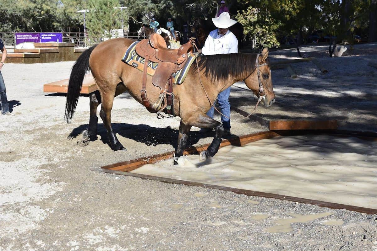 The Ultimate Trail Obstacle Courses - COWGIRL Magazine