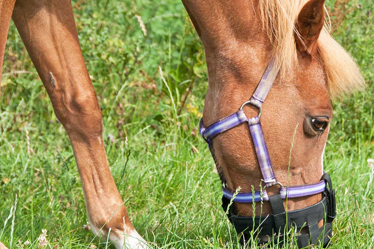 Protect Your Horse From Summer Pasture Dangers