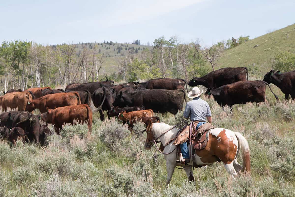 9 DRA Ranches To Daydream About - COWGIRL Magazine