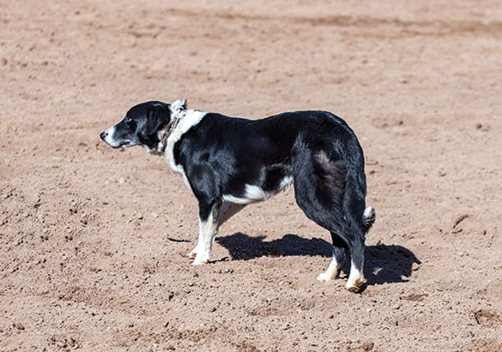 The Inimitable Working Cow Dog - COWGIRL Magazine