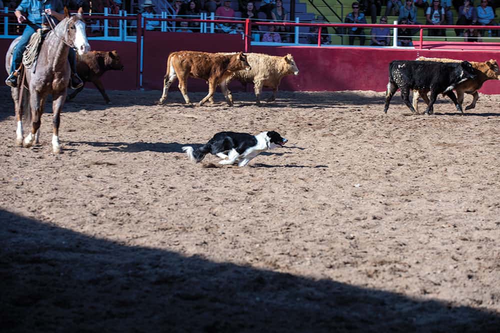 The Inimitable Working Cow Dog - COWGIRL Magazine