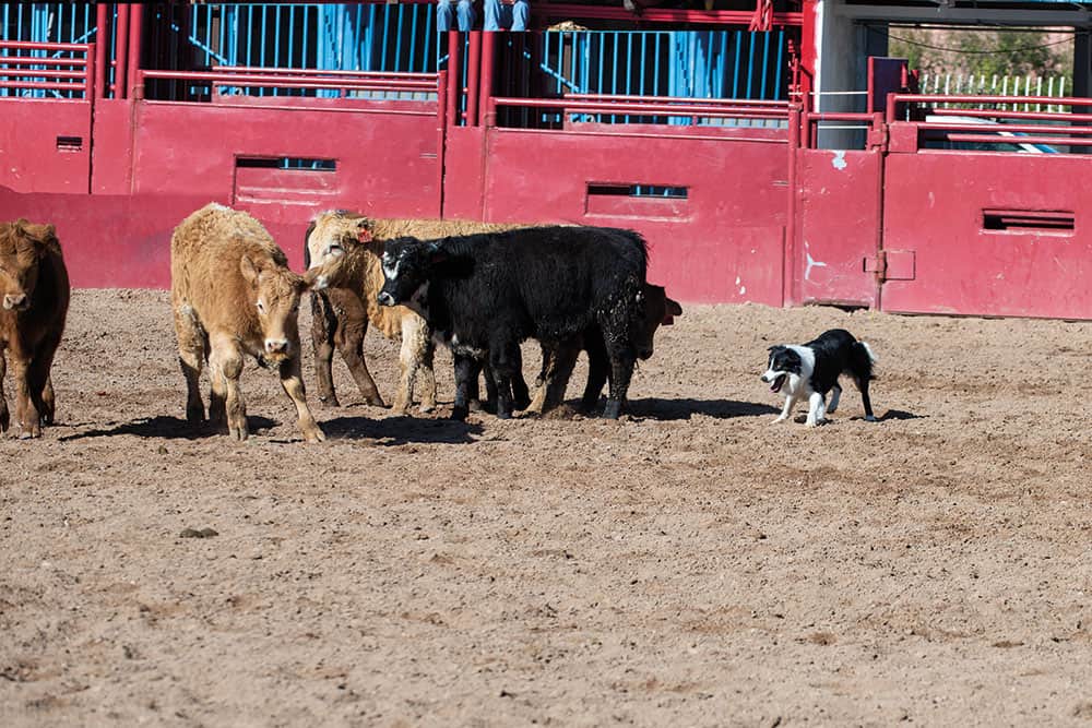 The Inimitable Working Cow Dog - COWGIRL Magazine