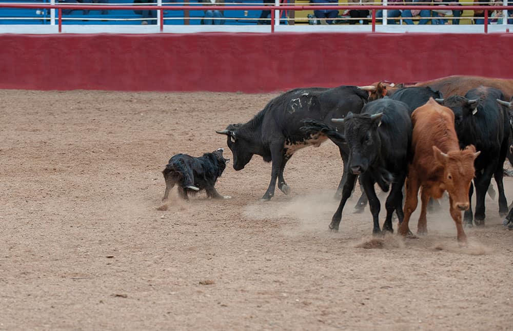 The Inimitable Working Cow Dog - COWGIRL Magazine