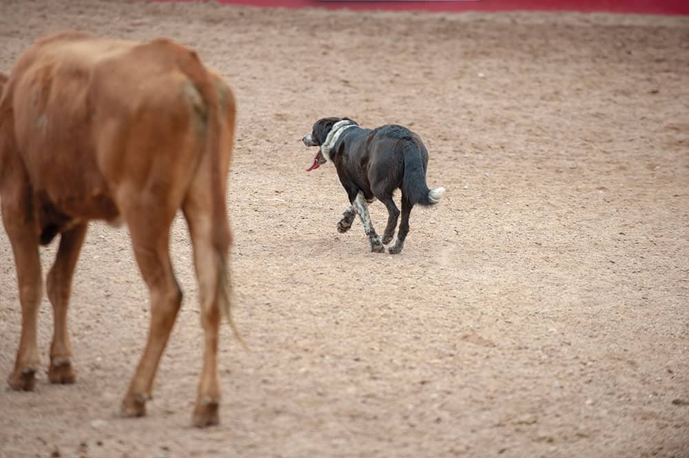 The Inimitable Working Cow Dog - COWGIRL Magazine