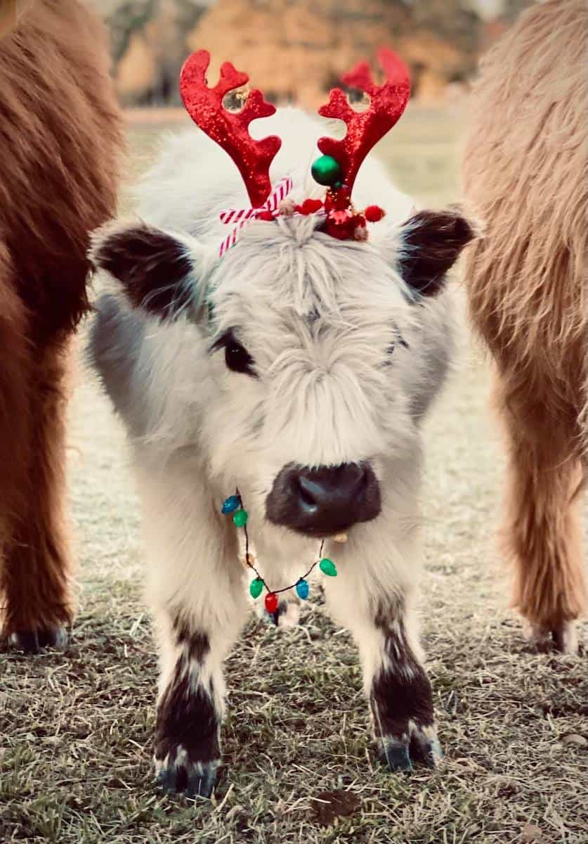 These Mini Highlands Are Ready For Christmas - COWGIRL Magazine