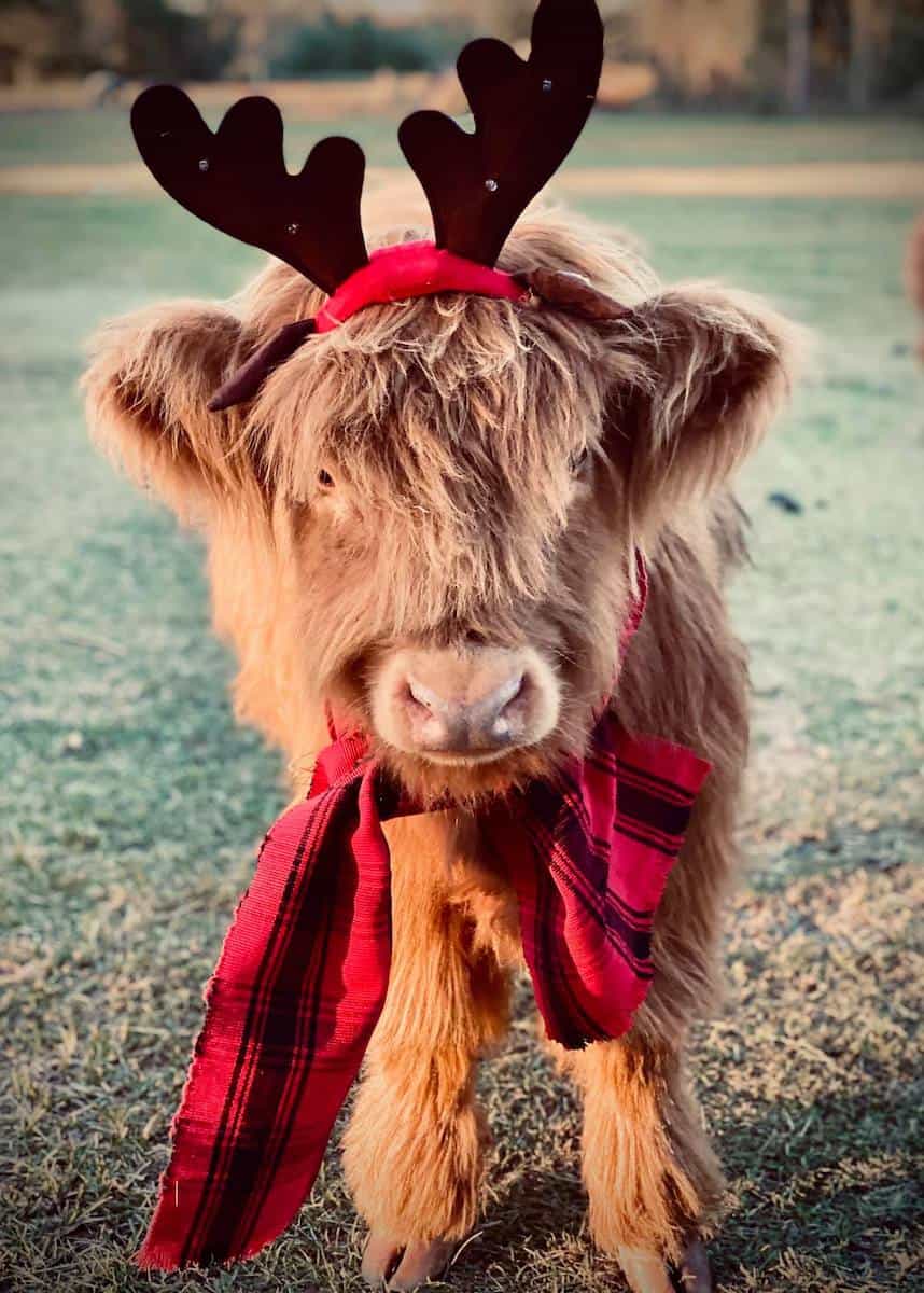 These Mini Highlands Are Ready For Christmas - COWGIRL Magazine