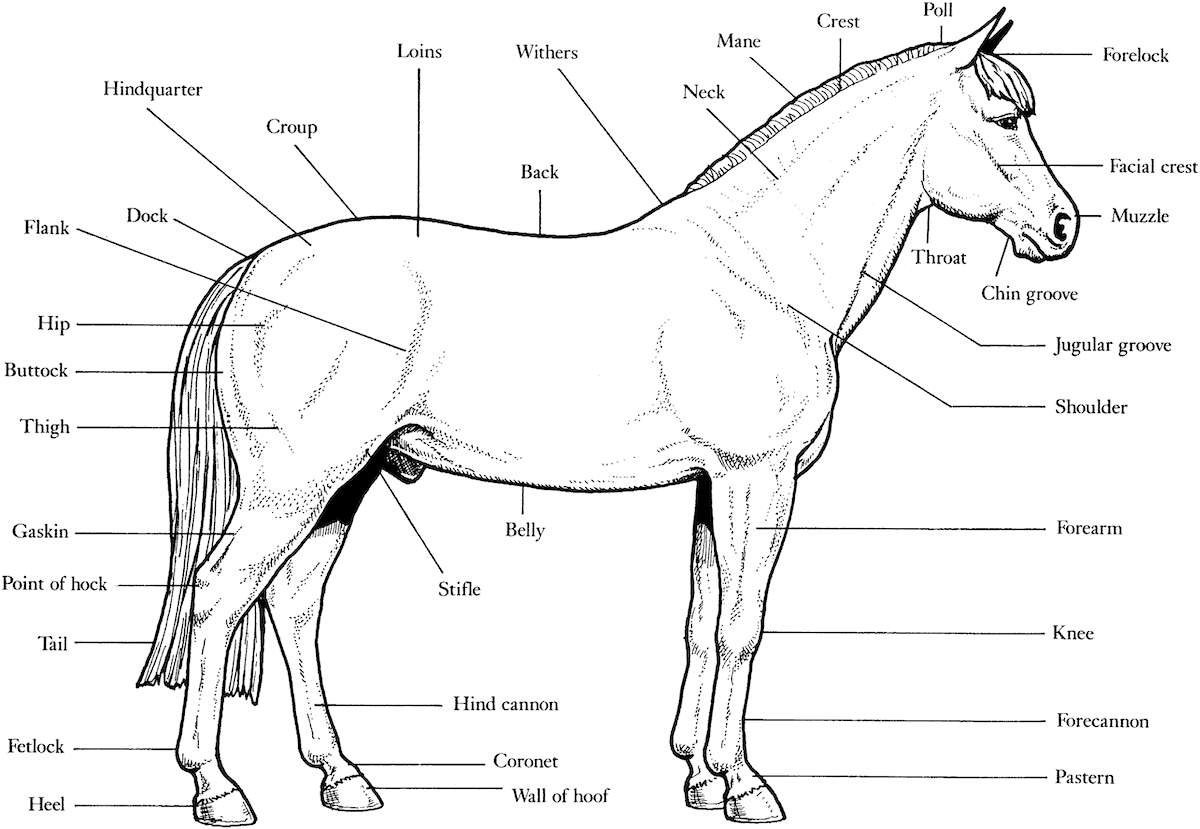 Horse Anatomy 101 Cowgirl Magazine