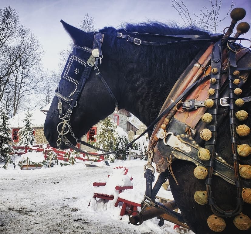 Dashin' Through The Snow On A Horse-Drawn Sleigh - COWGIRL Magazine