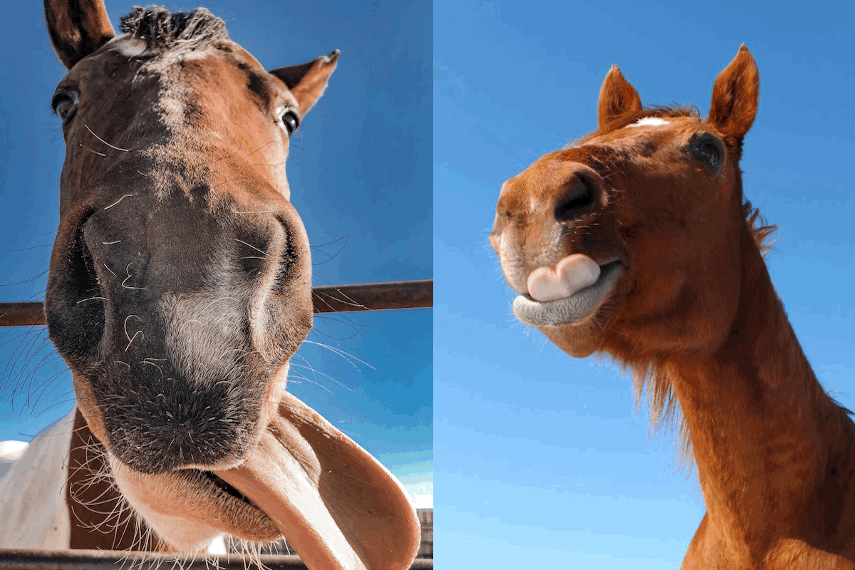 Silly Horse Faces To Brighten Your Day - COWGIRL Magazine
