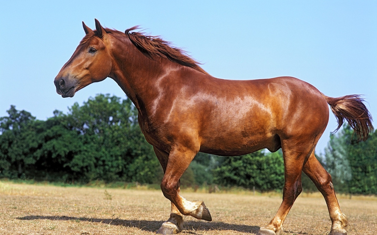 The 10 Rarest Horse Breeds Of The World - COWGIRL Magazine
