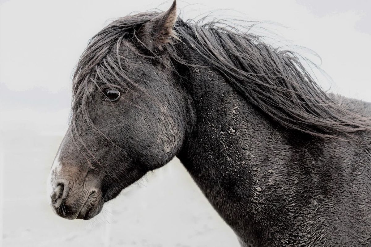 The 10 Rarest Horse Breeds Of The World - COWGIRL Magazine