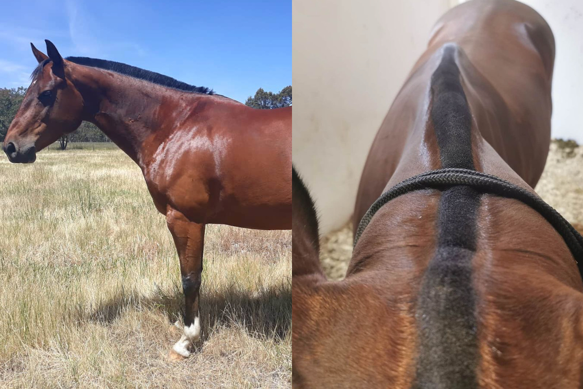 Rockin' The Roached Mane