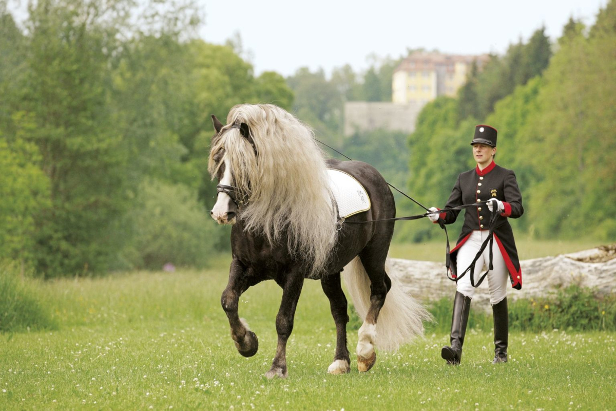 3 Beautiful German Horse Breeds - COWGIRL Magazine