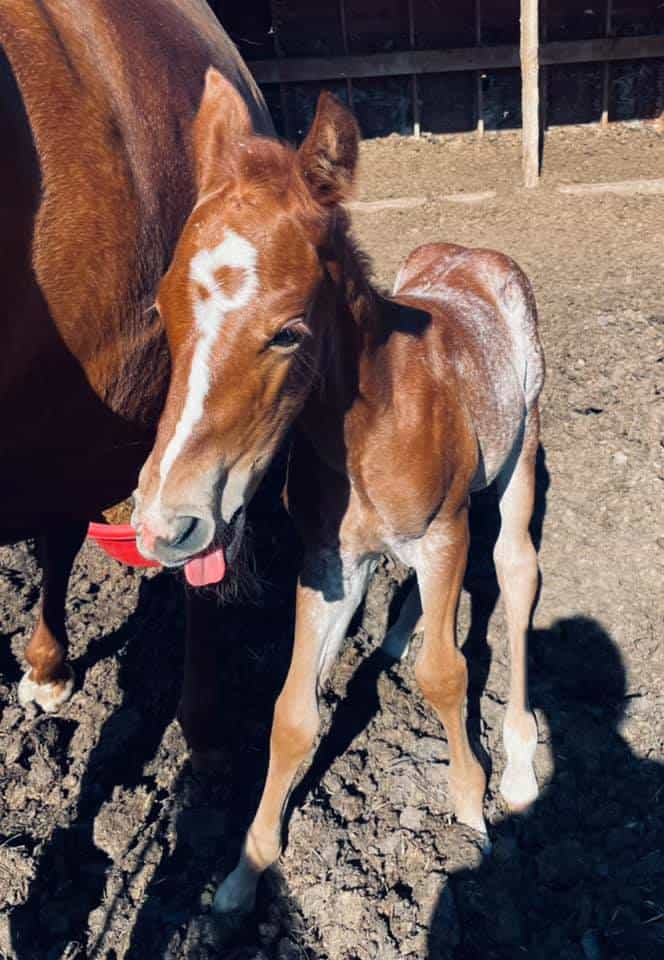 A Very Special Foal With A Unique Marking - COWGIRL Magazine