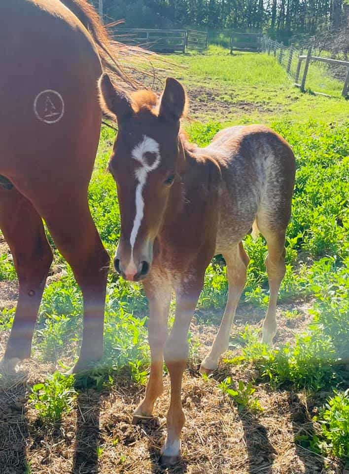 A Very Special Foal With A Unique Marking - COWGIRL Magazine